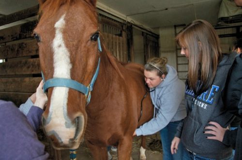 Equine Education and Internships at the Camden Training Center - I ...